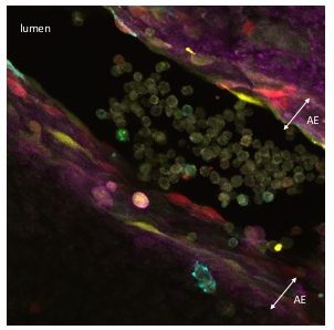 Christmas Confetti lights to understand the embryonic origins of blood ...