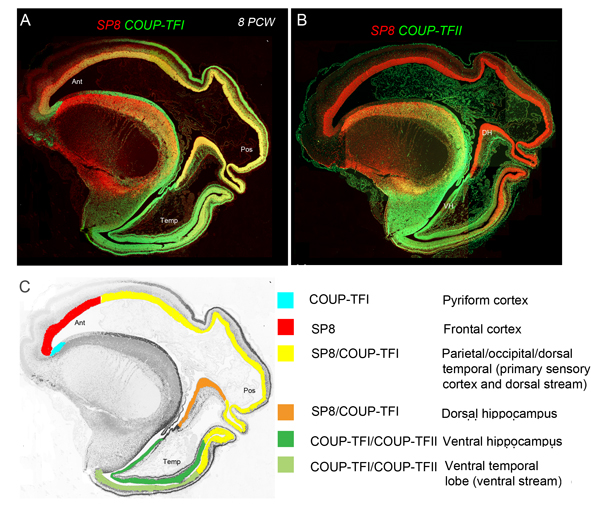 Exploring the differences between mice and men during cerebral cortex ...