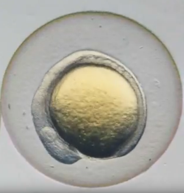 Gaining traction: What Hippos can teach us about vertebrate embryonic ...