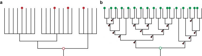 Why more is better in comparative developmental biology… - the Node