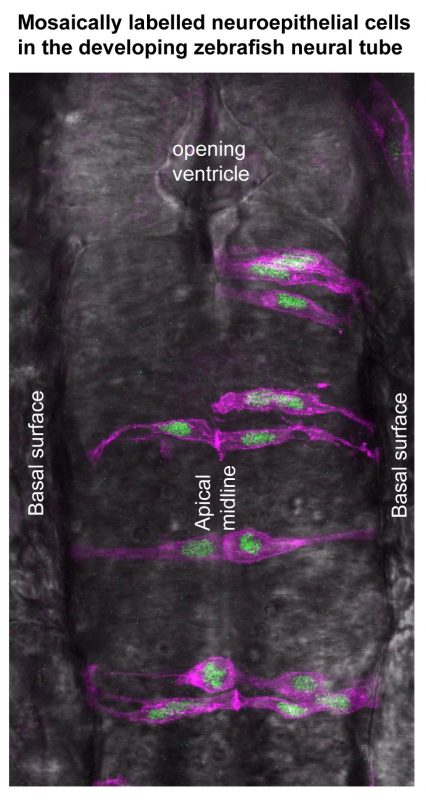Research Assistant/Associate: Zebrafish Optogenetics and Live-Imaging ...