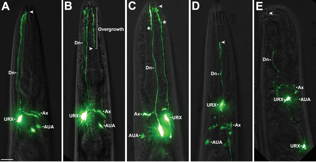 May in preprints - the Node
