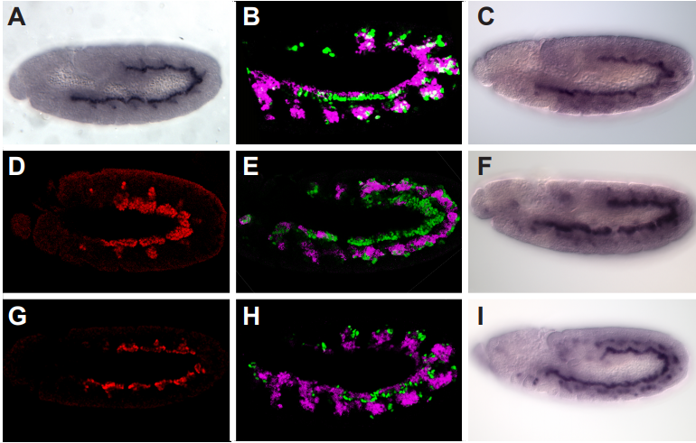 June in preprints - the Node