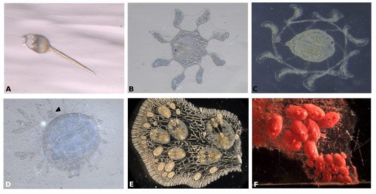 A day in the life of a colonial tunicate laboratory - the Node