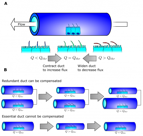 Organ plumbing - the Node