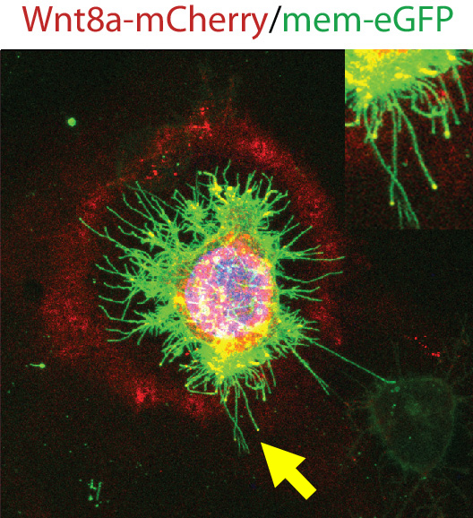 Autonomous traffic - Wnt cytonemes lead the way. - the Node