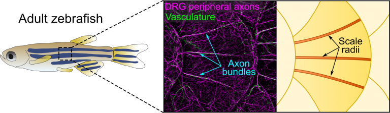 Scaling the Fish: An L.A. Story - the Node