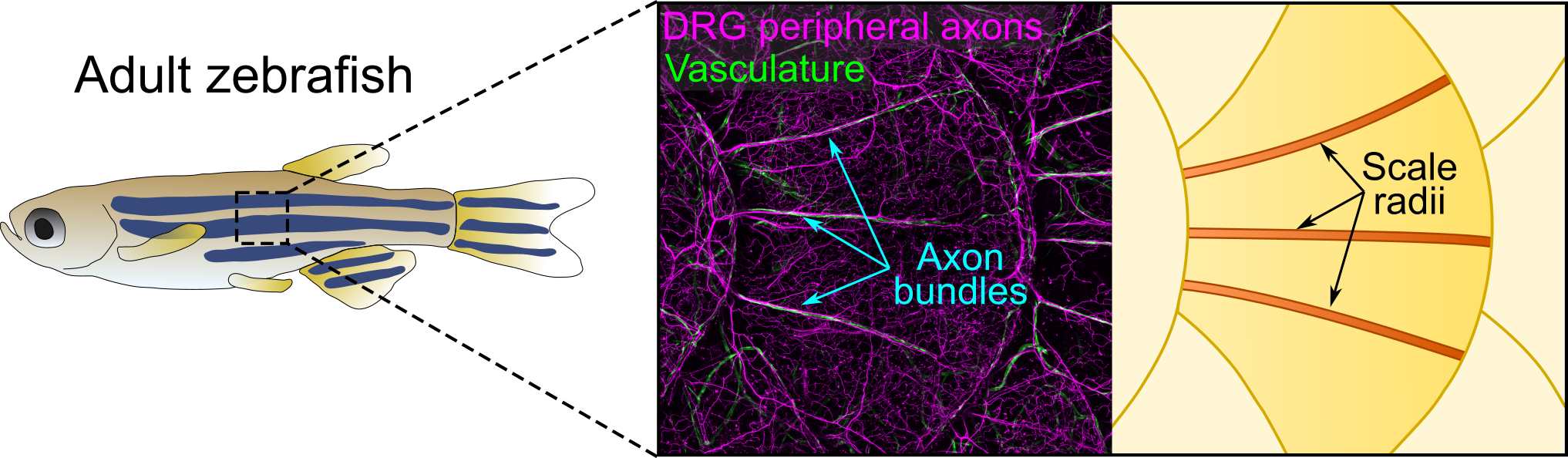 Scaling the Fish: An L.A. Story - the Node