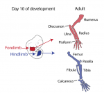 Of Arms and Legs: Shedding light onto developmental gene regulation ...