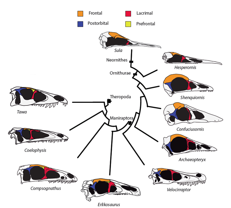 Ancient bones in fossils and embryos of living dinosaurs - the Node