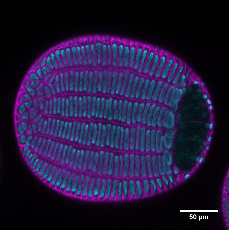 Embryology 2018: Where embryos changed lives - the Node