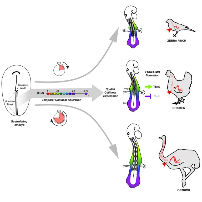 Hox genes: the key to decipher limb position – the story behind the ...