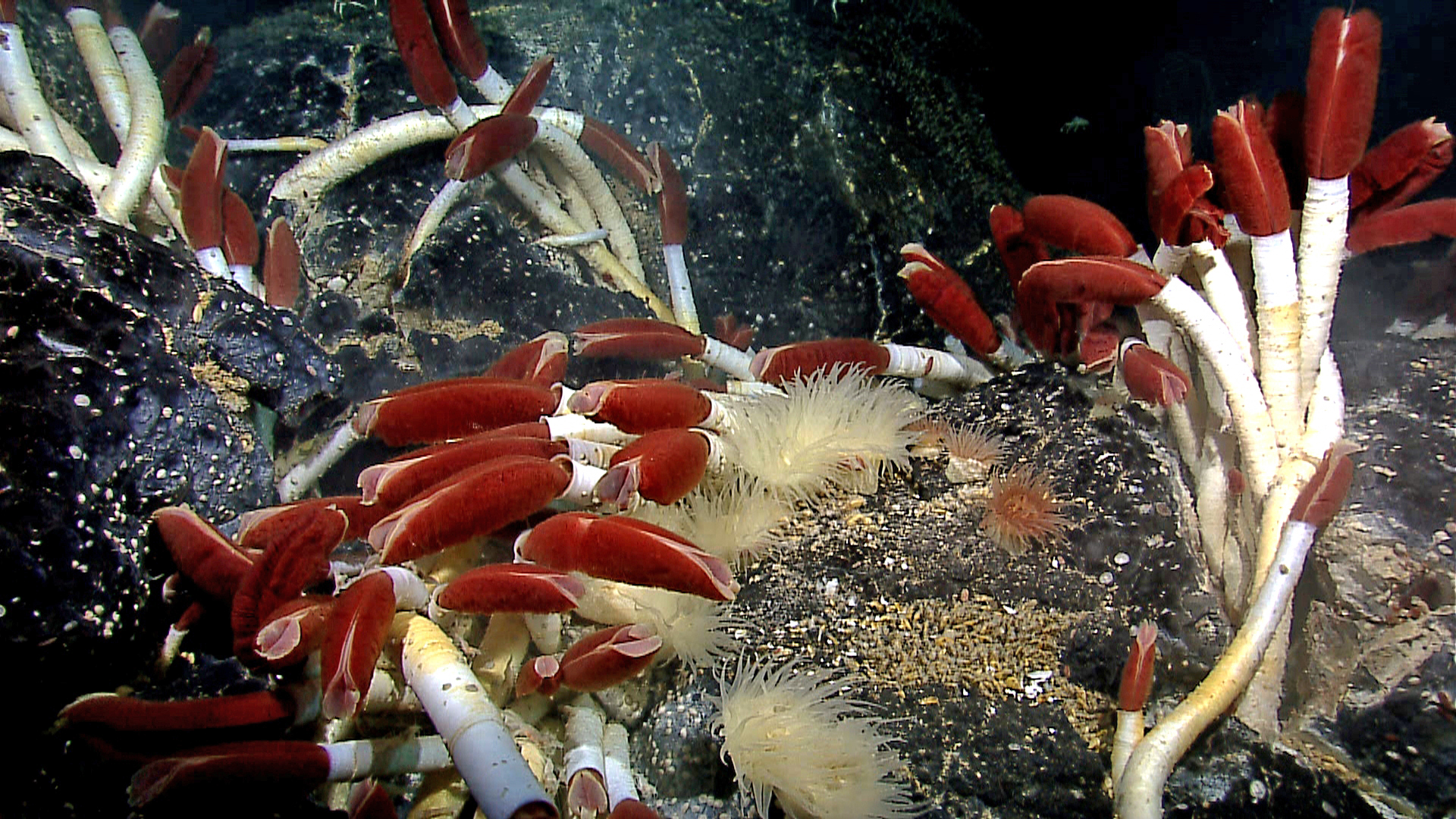PhD – Bacterial symbiosis in deep-sea annelids - the Node