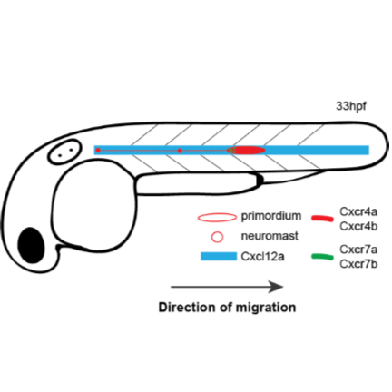 Moving in concert: How lateral line primordium cells coordinate to ...