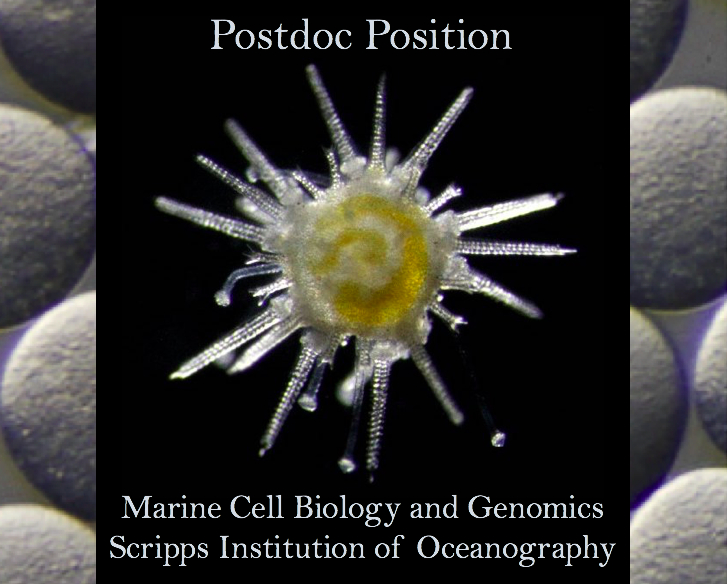 Postdoc opening in marine cell biology and genomics at Scripps ...