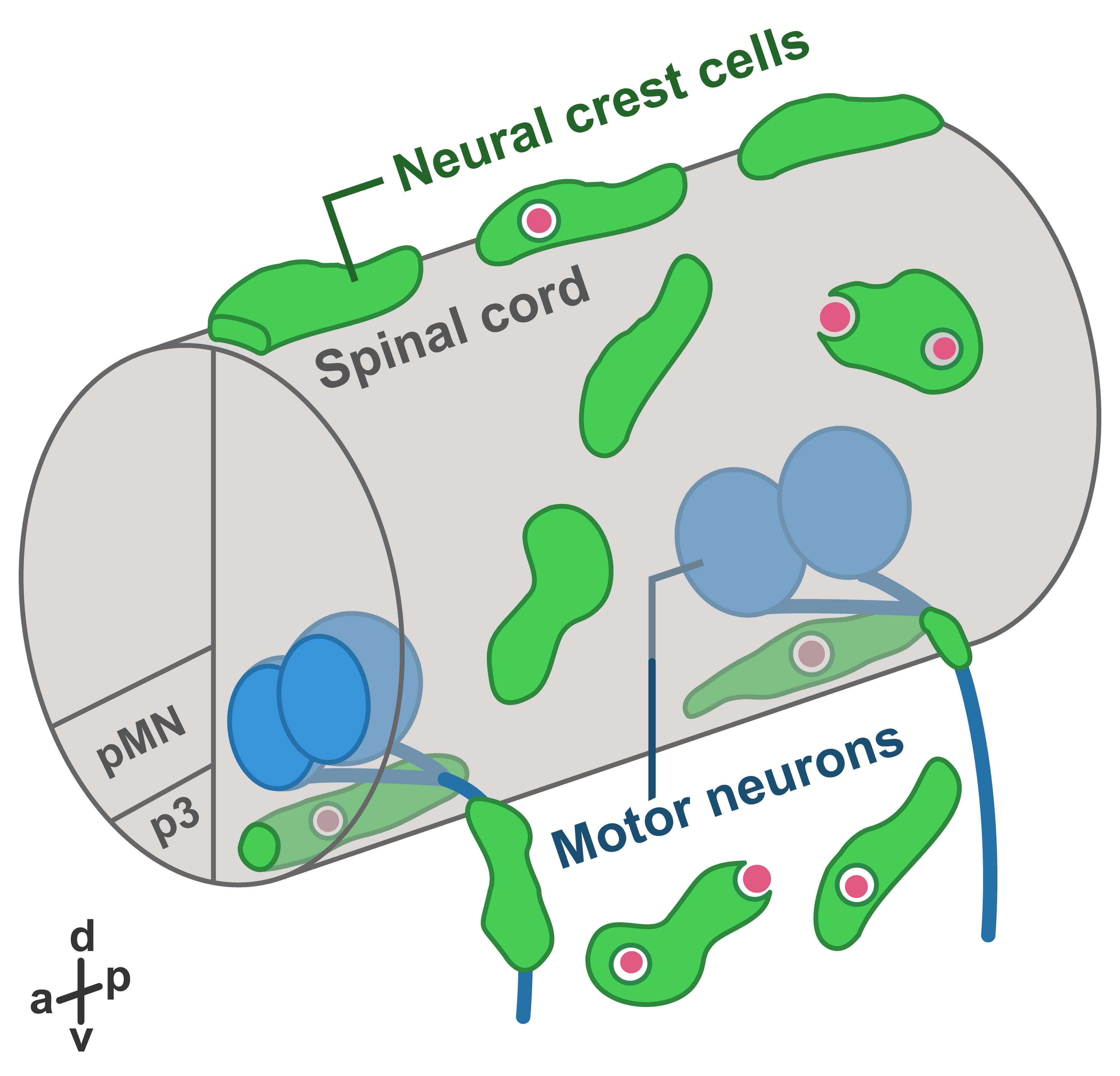 Down from the crest to clear the dead - the Node
