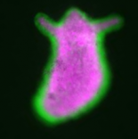 The serpent's maw: mouth function and the dynamics of Hydra ...