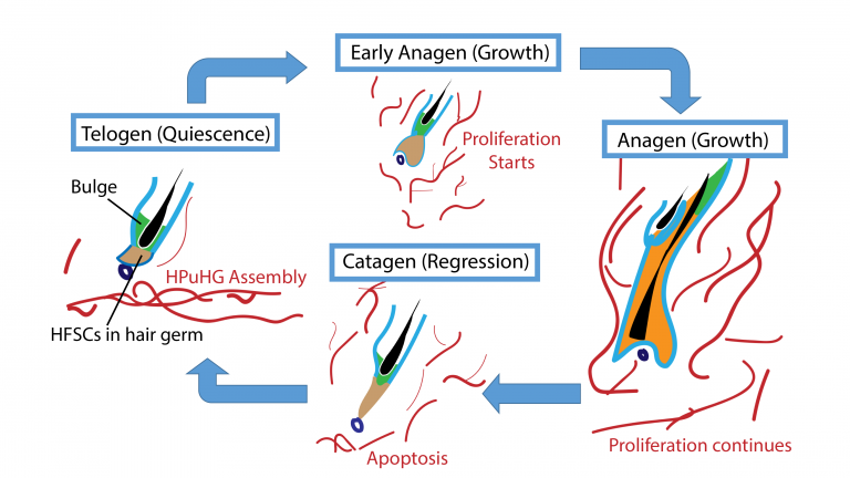 Secret talk between epithelium and endothelium determines hair follicle ...
