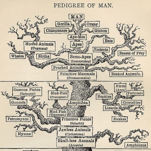 Genetics Unzipped - Uprooting the Tree of Life - the Node