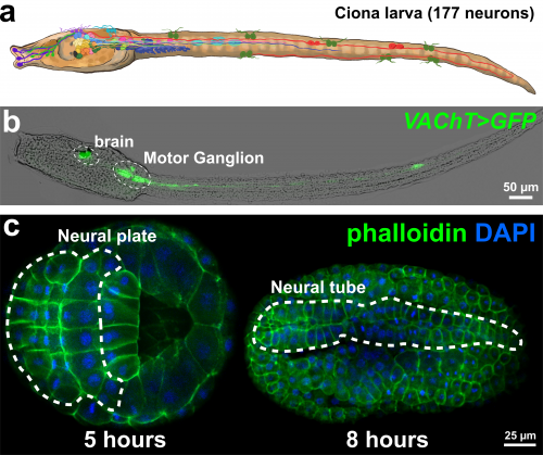 Postdoc position studying polarized axon outgrowth in Ciona - the Node