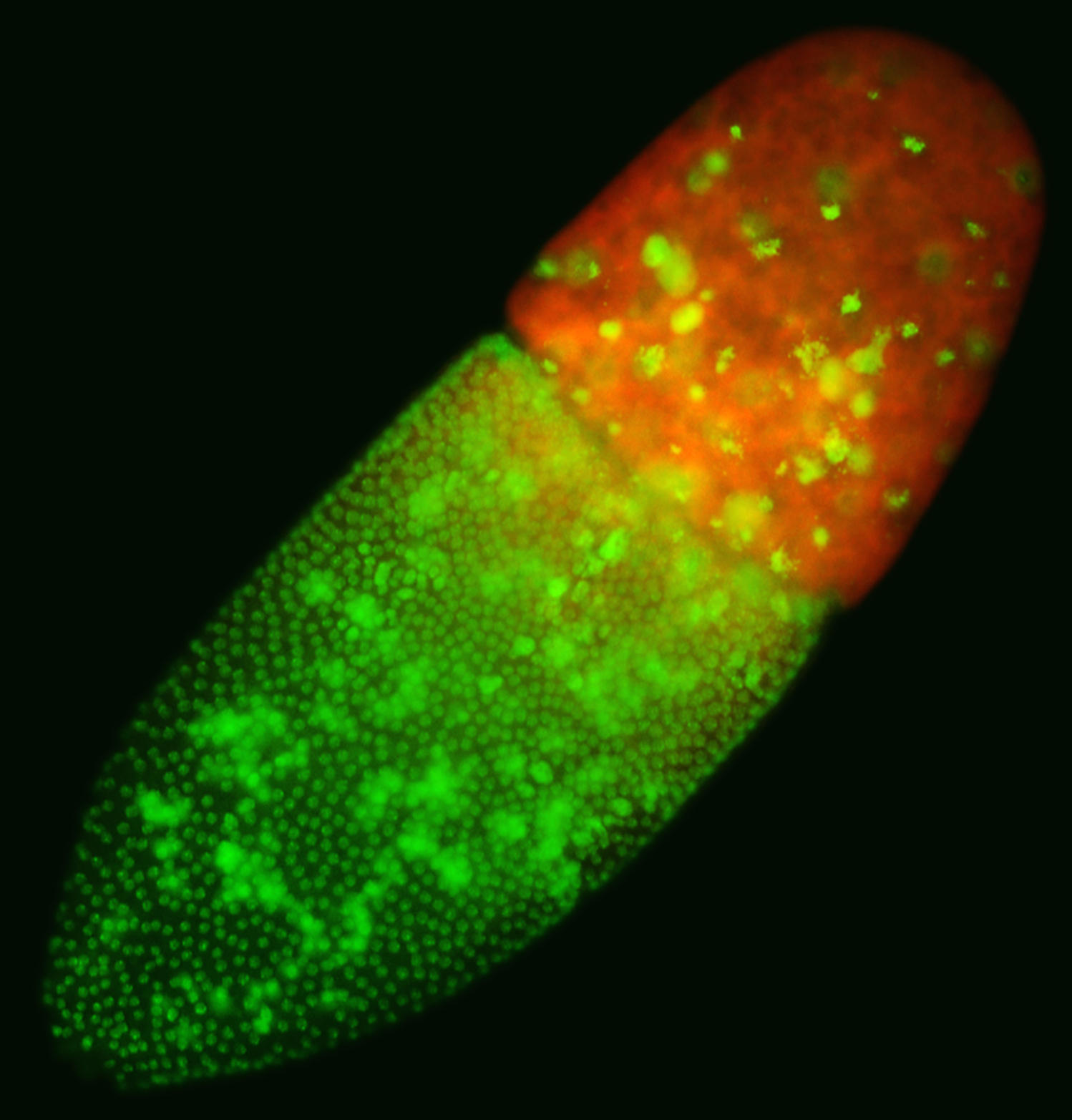 Early development: the journey from oocyte to embryo - the Node