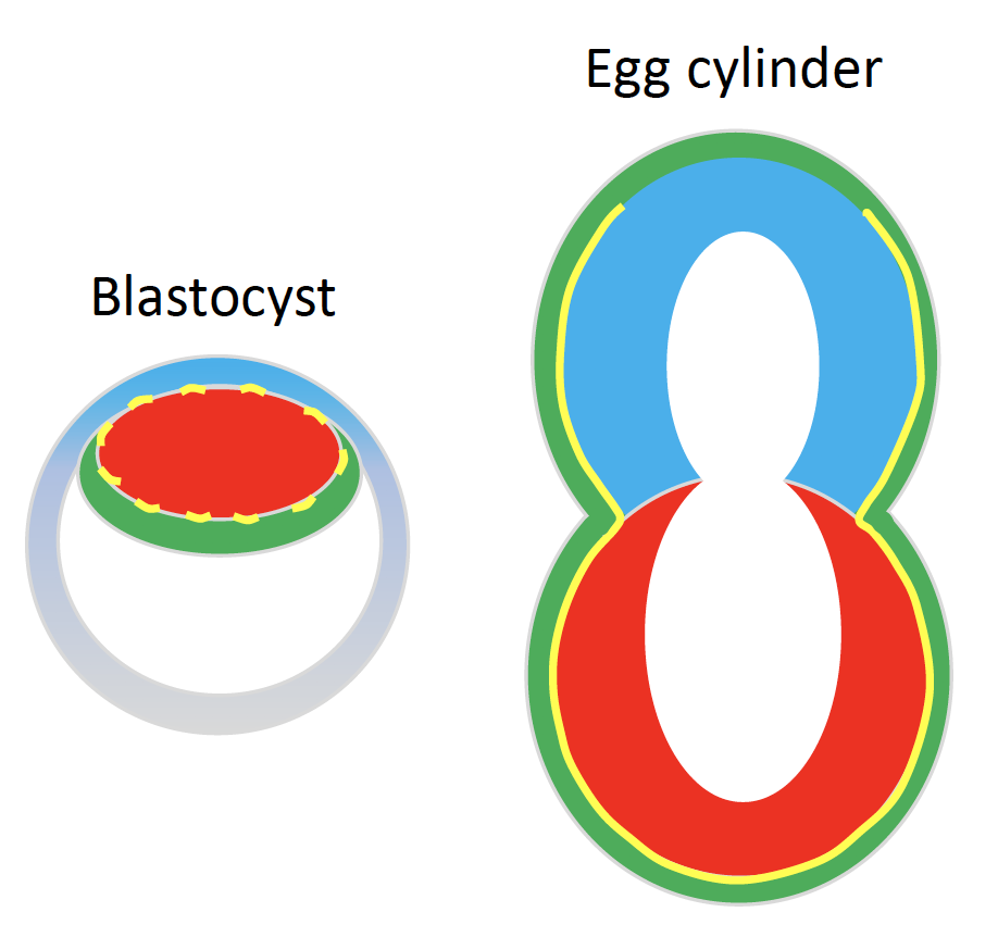 Shaping the embryo towards gastrulation - the Node