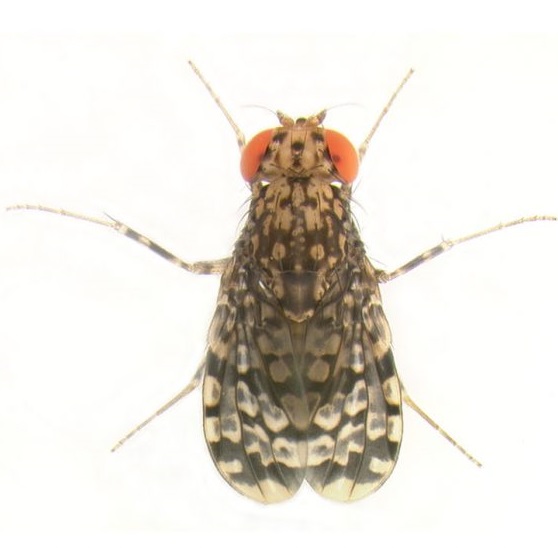 An evolutionary fable: the black pencil and the rubber. - the Node