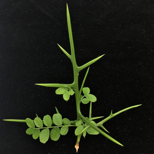 Building plant weapons - the Node