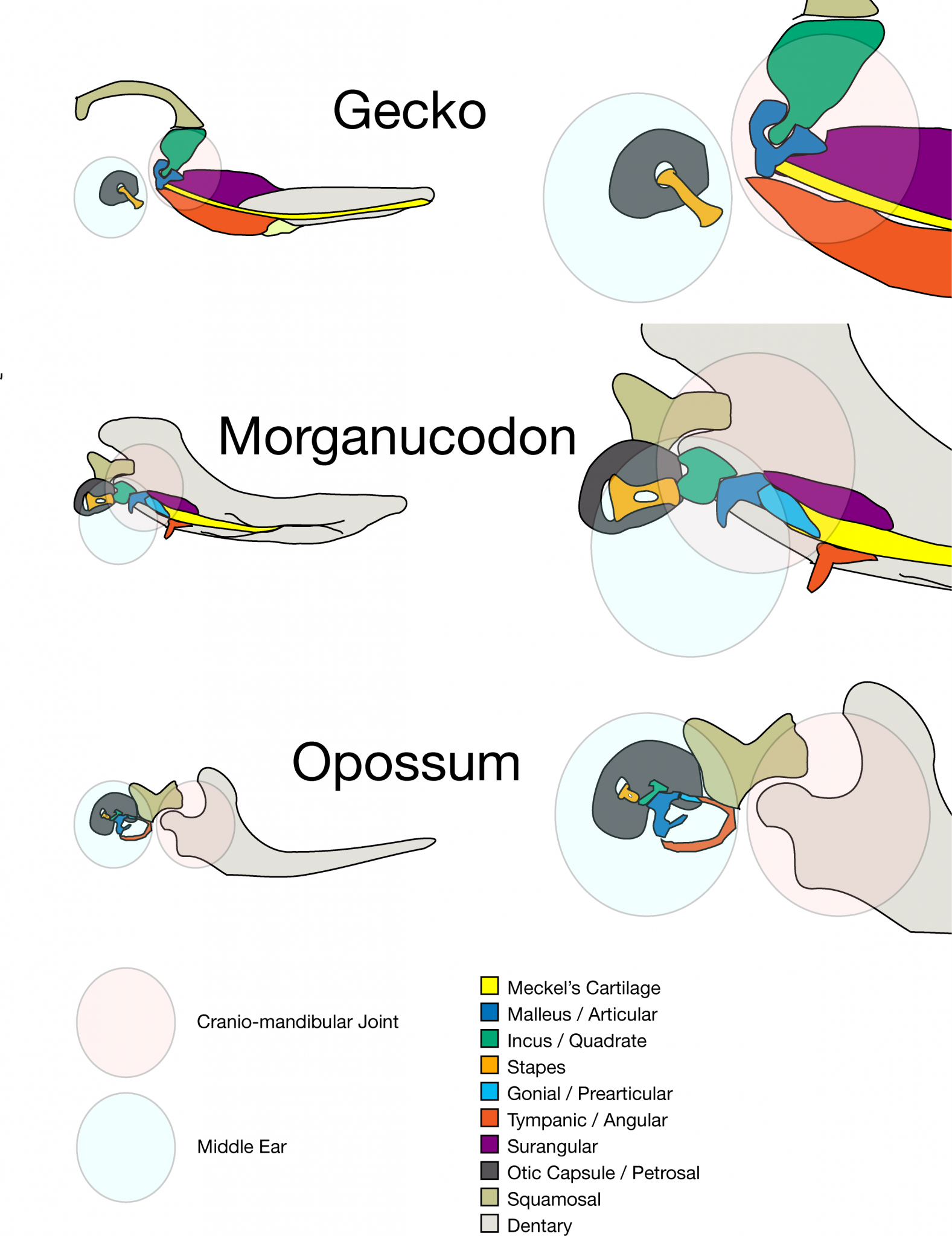 Monotreme ears and the evolution of mammal jaws - the Node