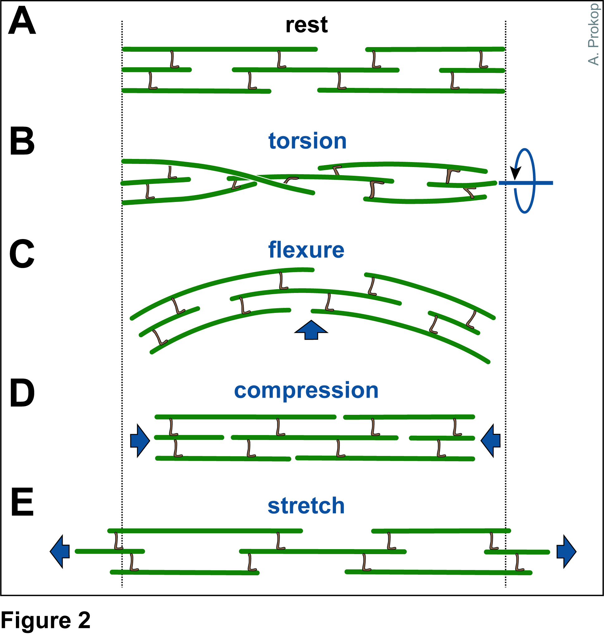 The evolution of nerves: understanding the roots of neurodegeneration ...