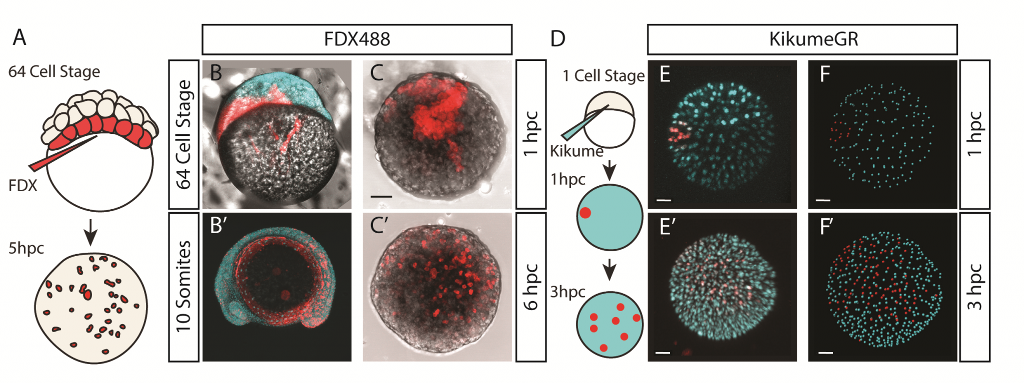 Traditional Embryology with Modern Imaging Approaches: Investigating ...