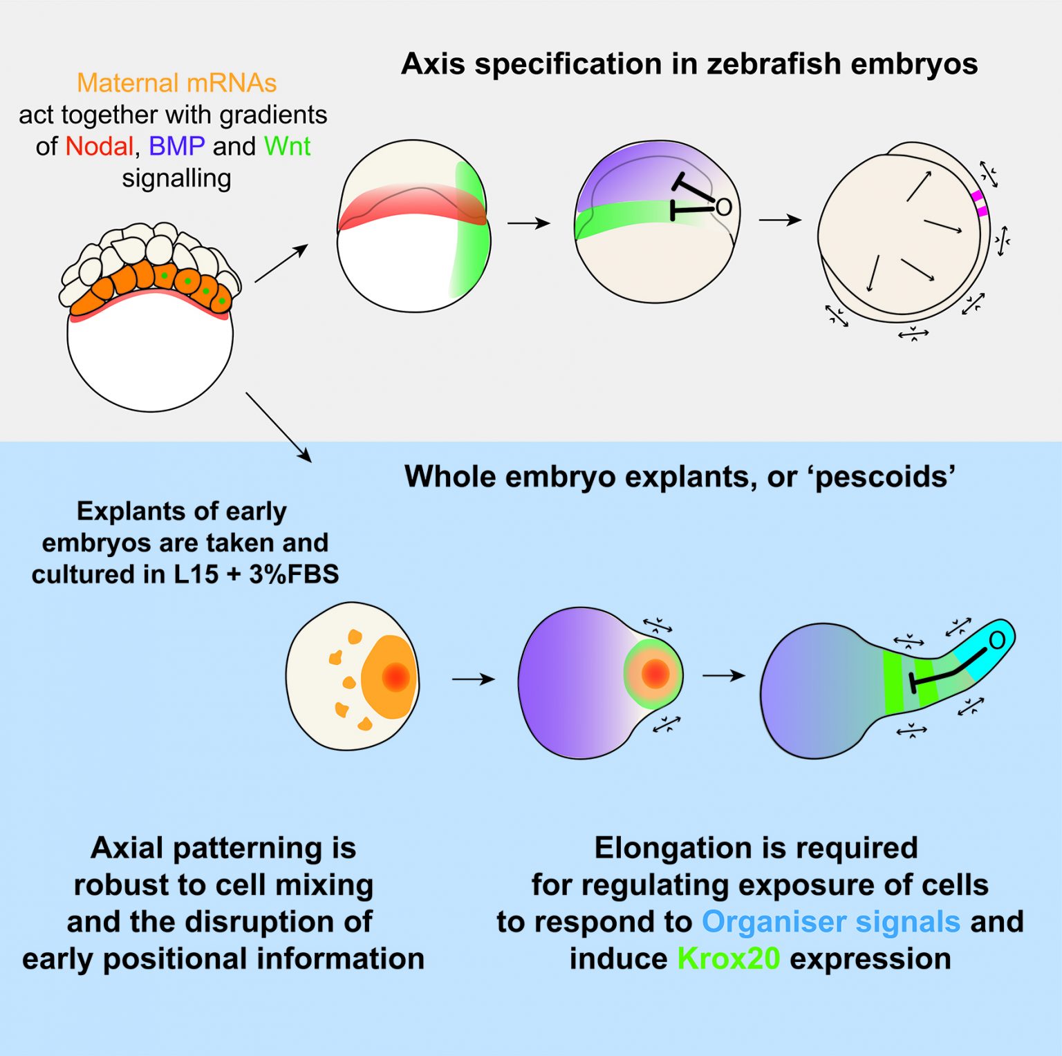 Traditional Embryology with Modern Imaging Approaches: Investigating ...