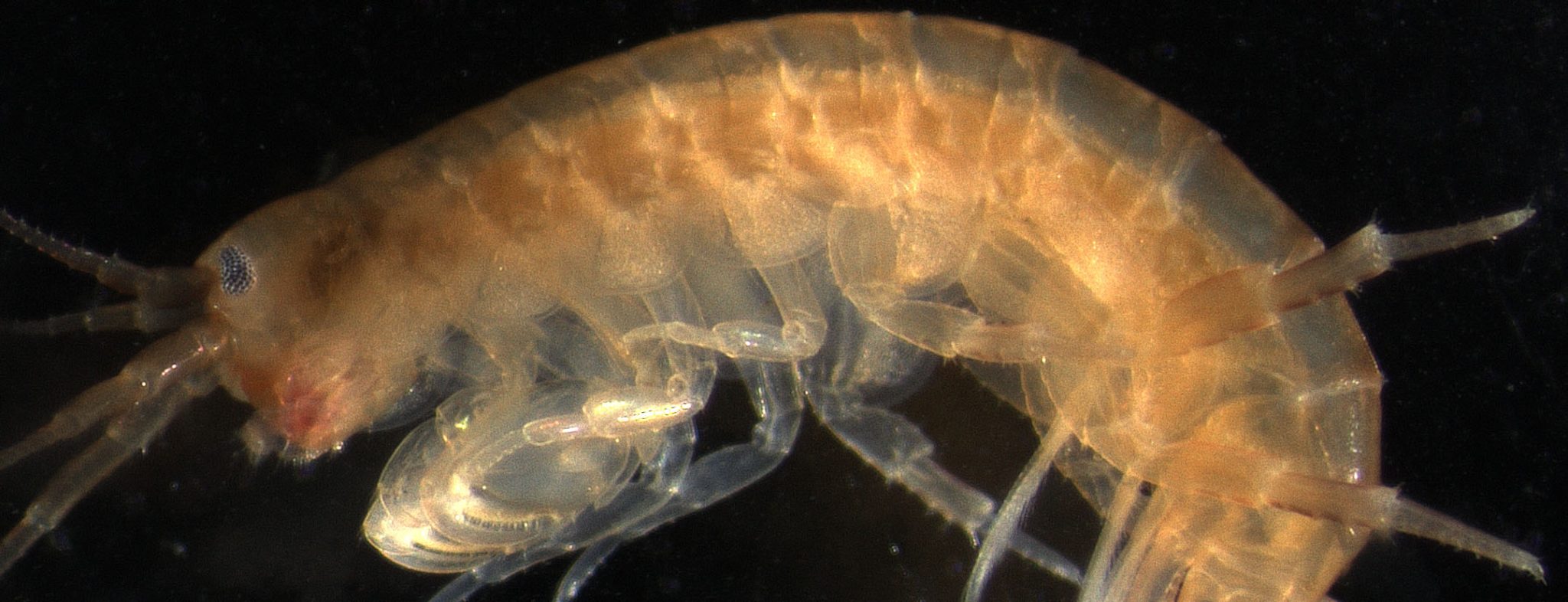 Looking to crustaceans to understand insect wing evolution - the Node
