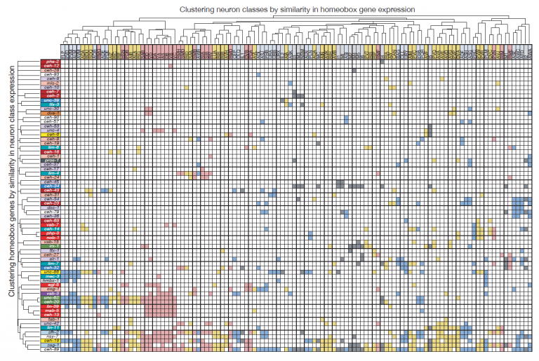 The long road to understanding homeobox genes in the nervous system ...