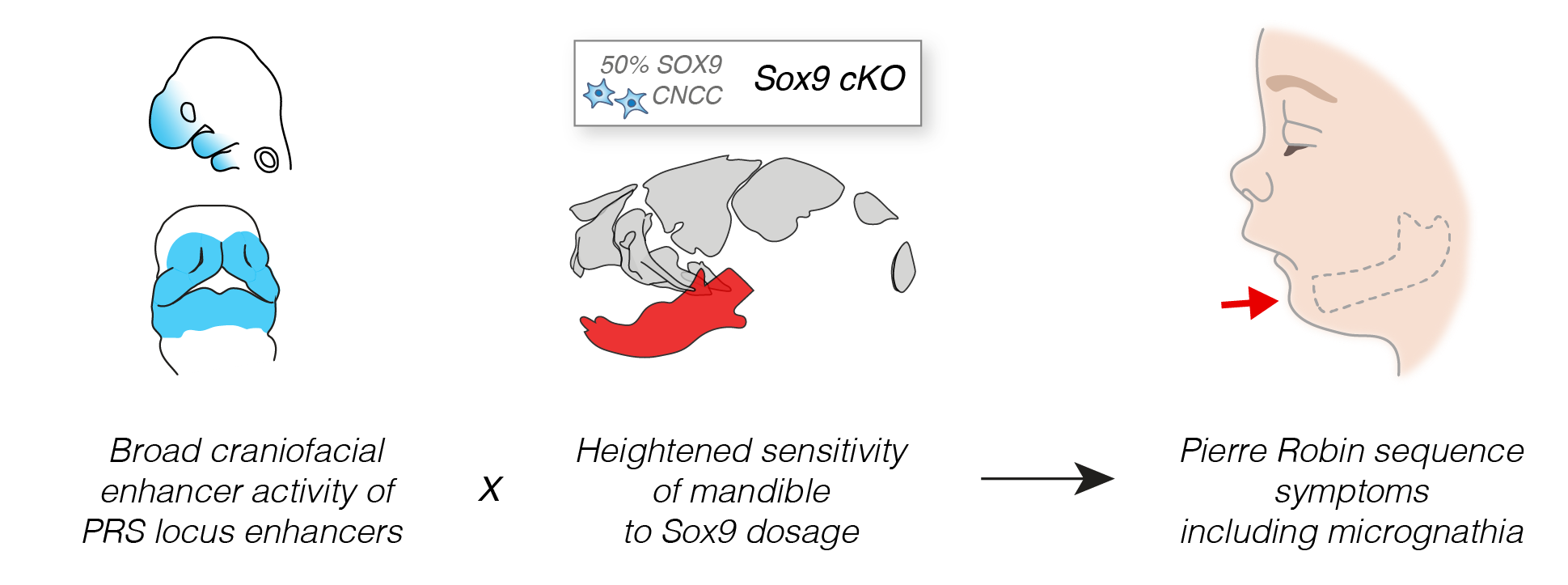 A facial birth defect is caused by perturbation of extreme long-range ...
