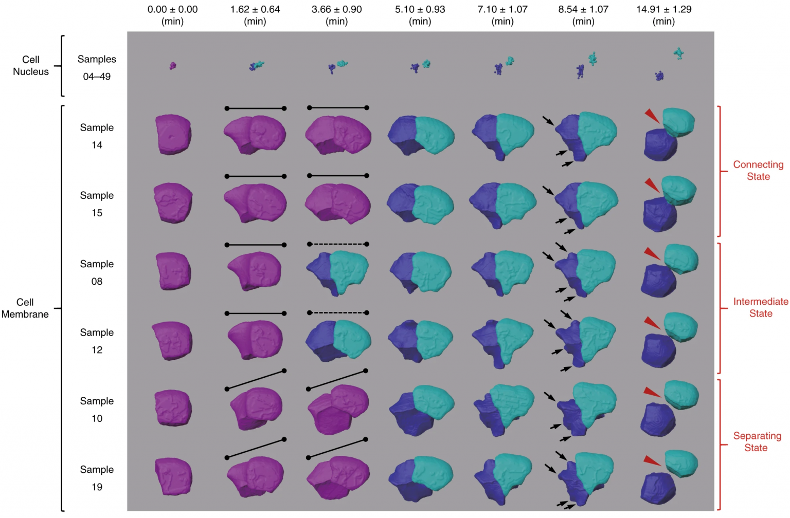 4D Morphological Atlas of C. elegans Embryogenesis - the Node