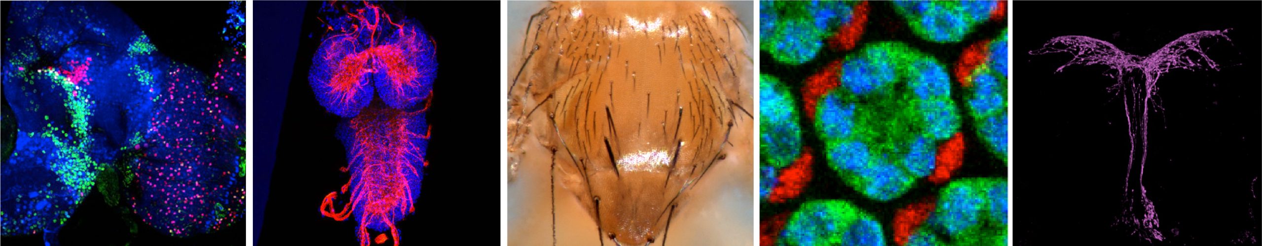 Postdoctoral positions to study mechanisms and biology of neural APA ...