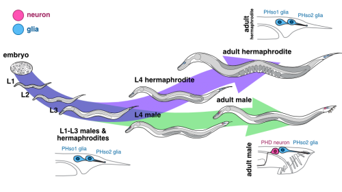 Is it in yet? How the direct transdifferentiation of glia-to-neurons ...