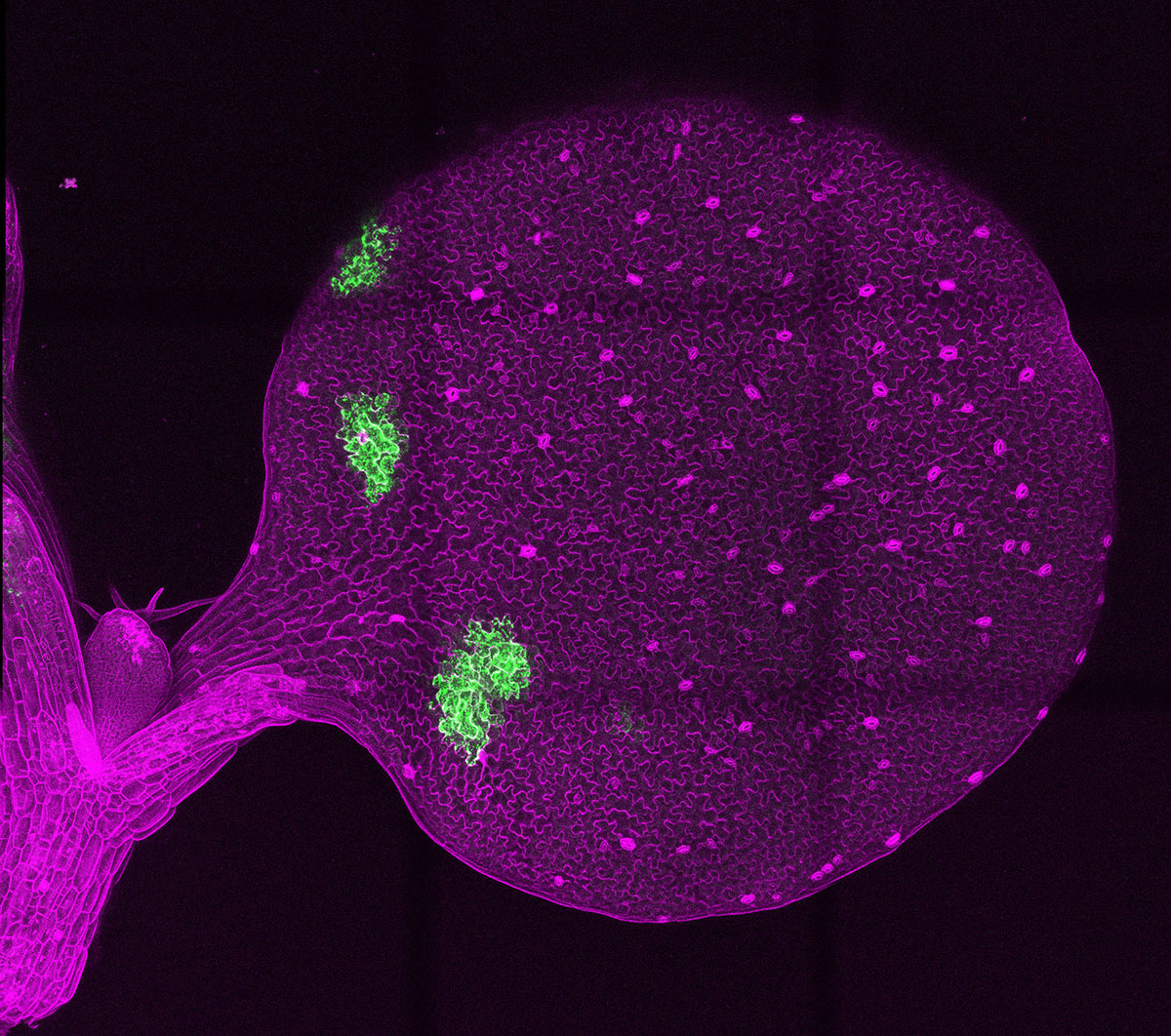 The people behind the papers – Emily Lo and Keiko Torii - the Node