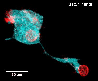 How exploring single cell dynamics in the early embryo revealed a ...