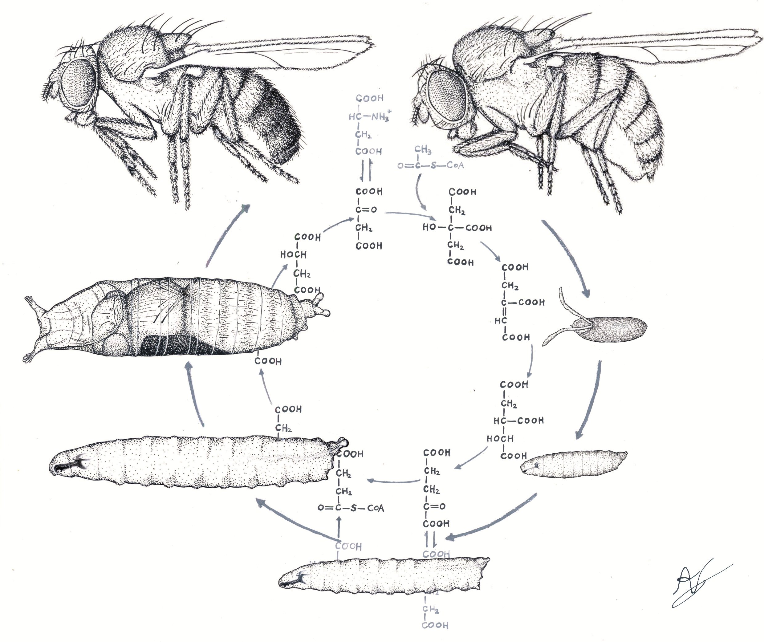 SciArt Profile: Ayelén Valko - the Node