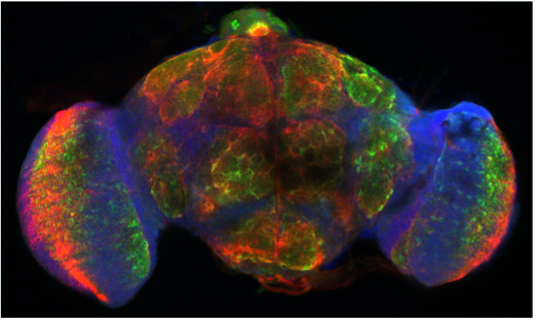 PhD position in Molecular Genetics “Impact of Bacteria on Neuronally ...