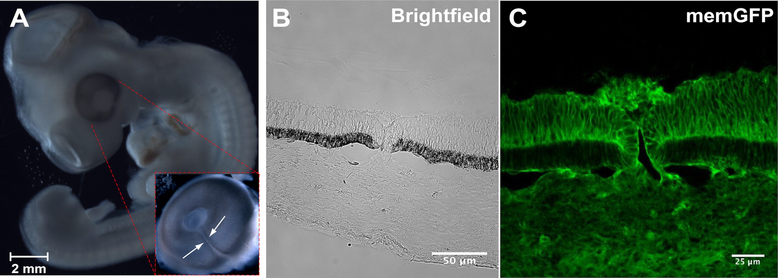 Featured resource: The National Avian Research Facility, UK - the Node
