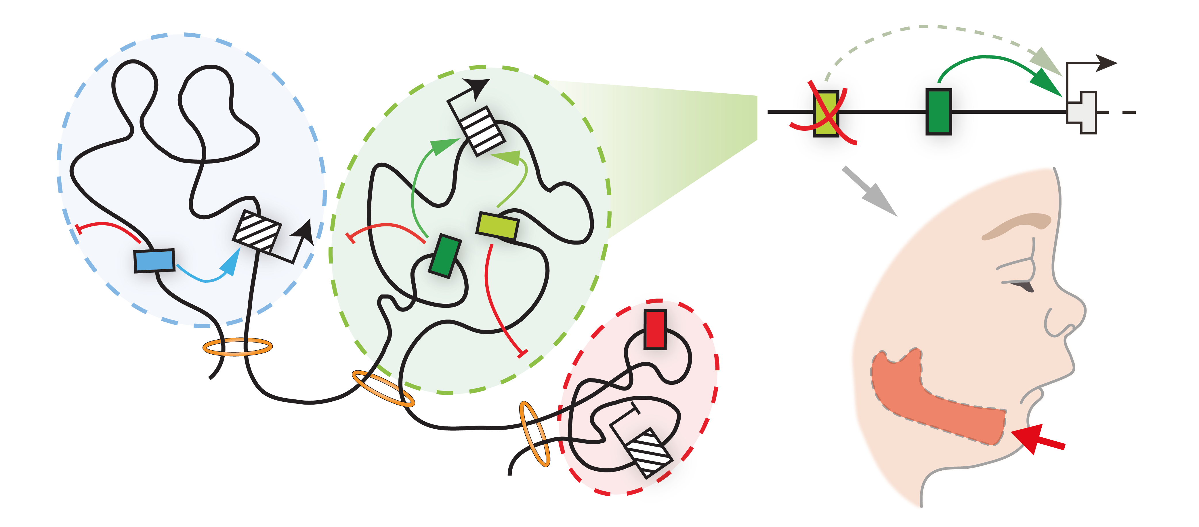 Postdoc opportunity in gene regulation, human facial development and ...