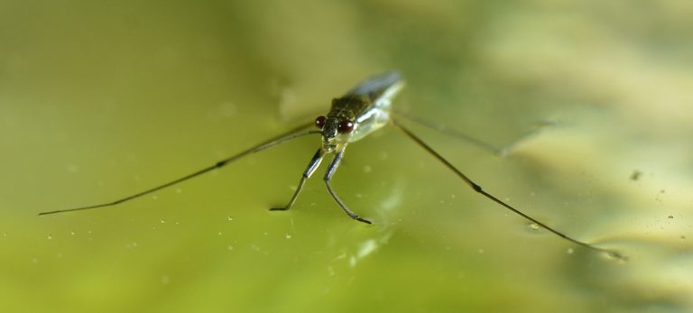 Hanging by a hair: the life of a semi-aquatic bug. - the Node