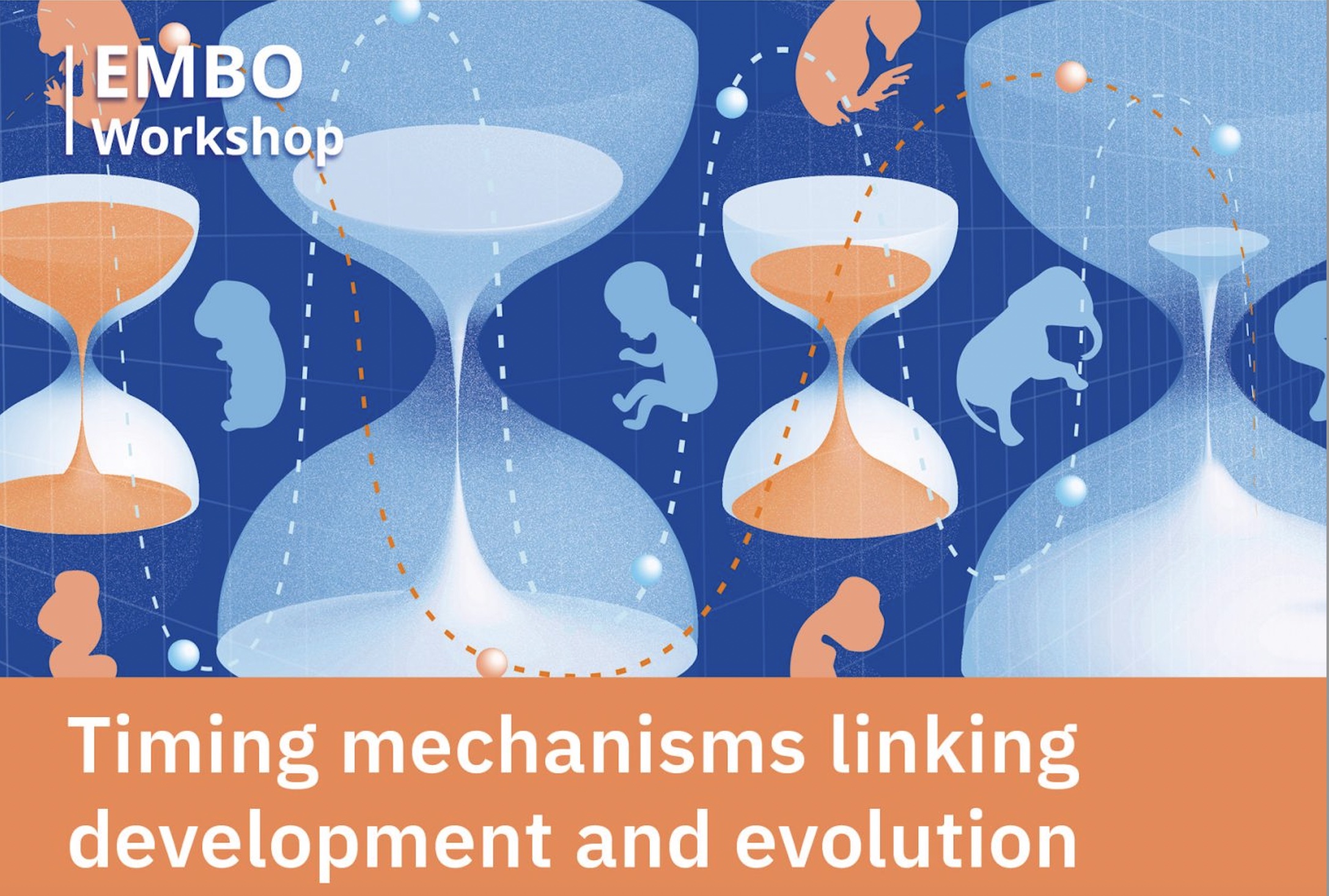 EMBO Workshop: Timing mechanisms linking development and evolution - the Node