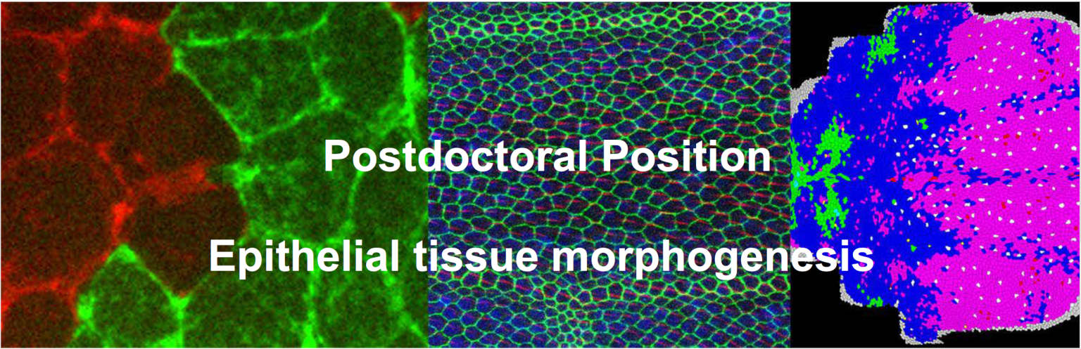 Postdoctoral Position on Epithelial Tissue Morphogenesis - the Node