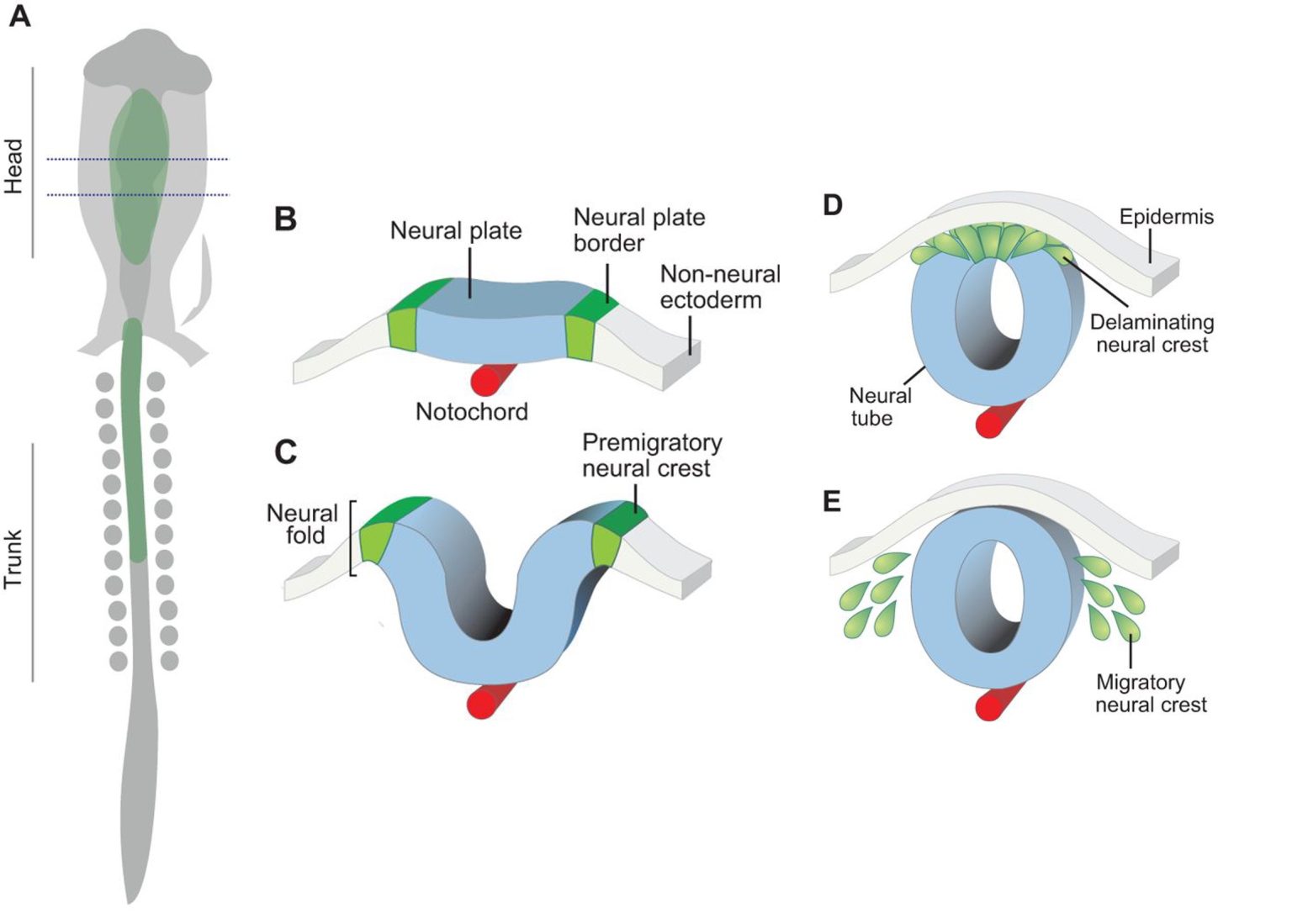 Research Highlight: Decipher the Relationship between Cell Cycle ...