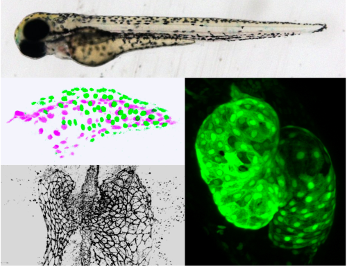 Research Associate - Cardiac morphogenesis and Development - the Node