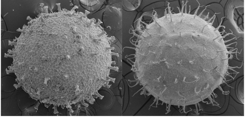 A Day in the Life of a Killifish Lab - the Node